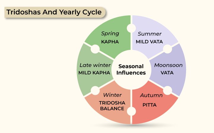Tridoshas That Dictate Your Body Type - Center for Ayurveda Studies