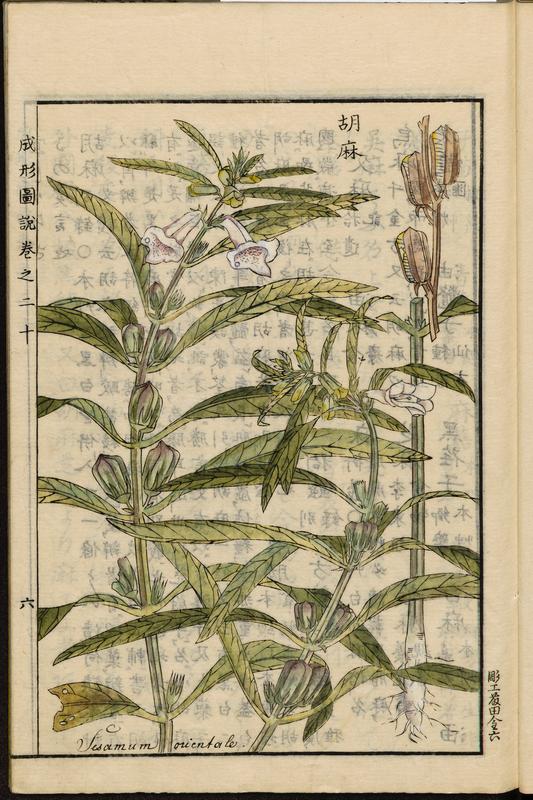 The Cosmopolitan Life of Sesame Seeds - Center for Ayurveda Studies