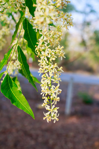 All About Ugadi Pacchadi - Center for Ayurveda & Nutrition