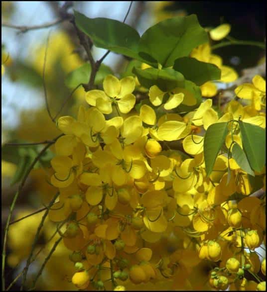 The Elimination Pancake: Aragvadha - Center for Ayurveda Studies