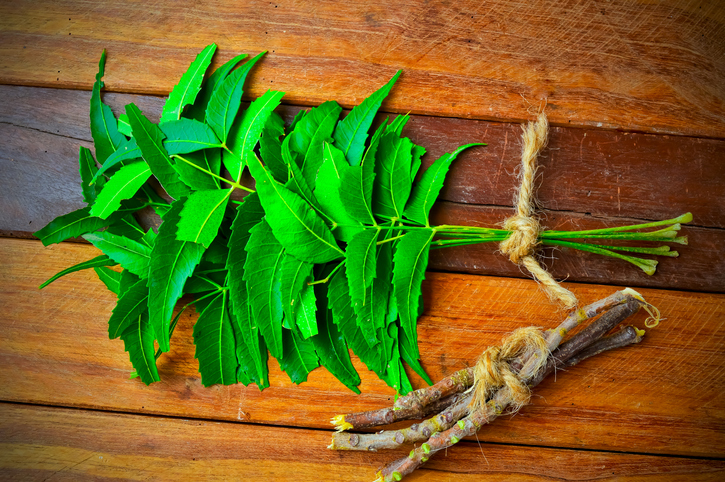 Chewing Twig Enhances Digestion - Center for Ayurveda Studies