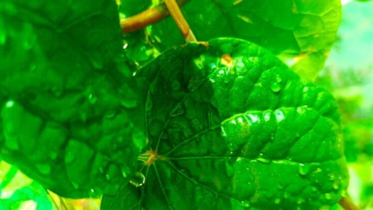 Betel Leaf and Cancer: An Evergreen Controversy - Center for Ayurveda ...